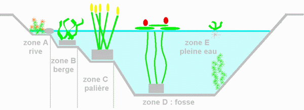 Guide des plantes de bassin